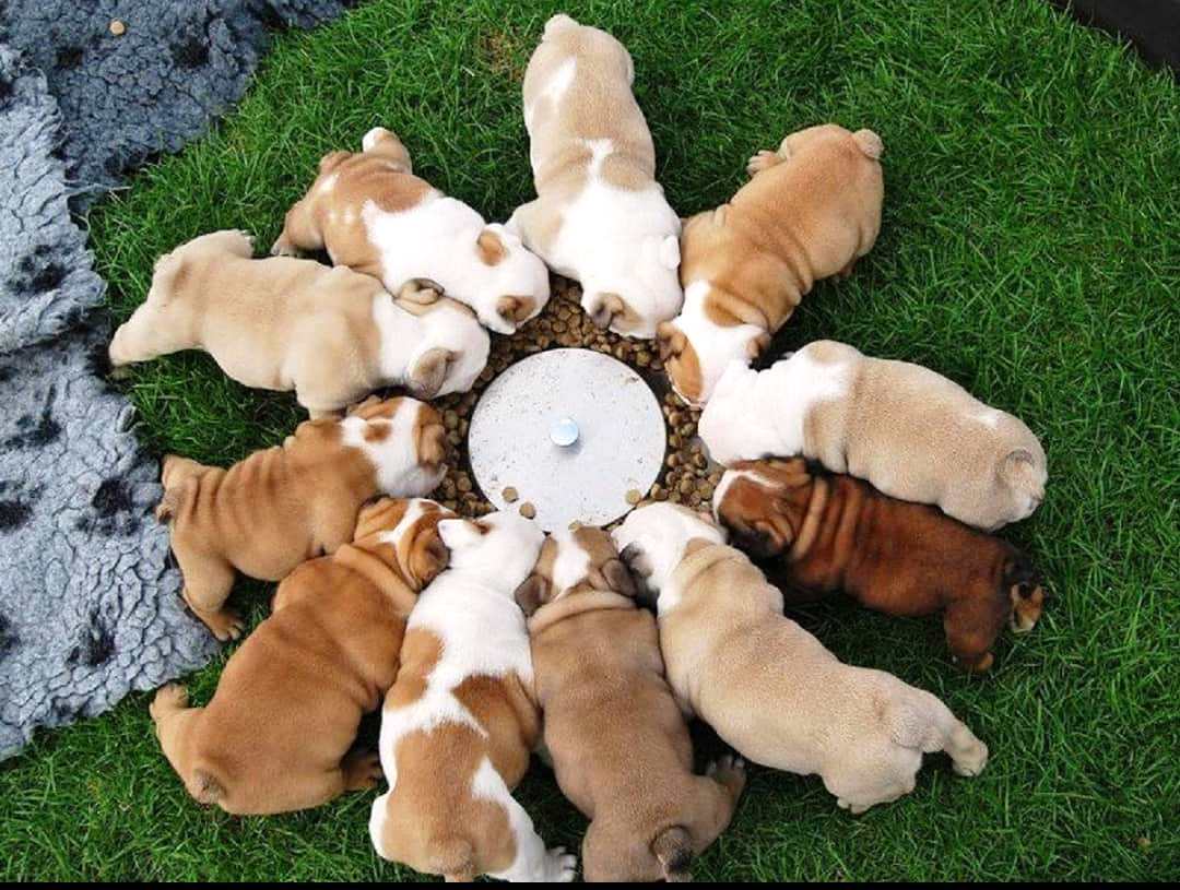 Home - English Bulldog Puppies For Sale
